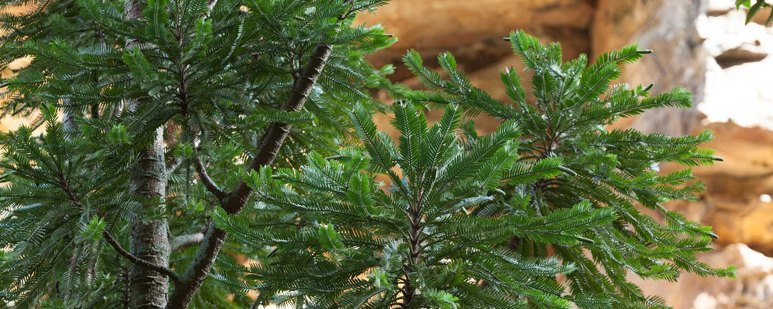 I Spy A Wollemi Pine | Botanic Gardens of Sydney